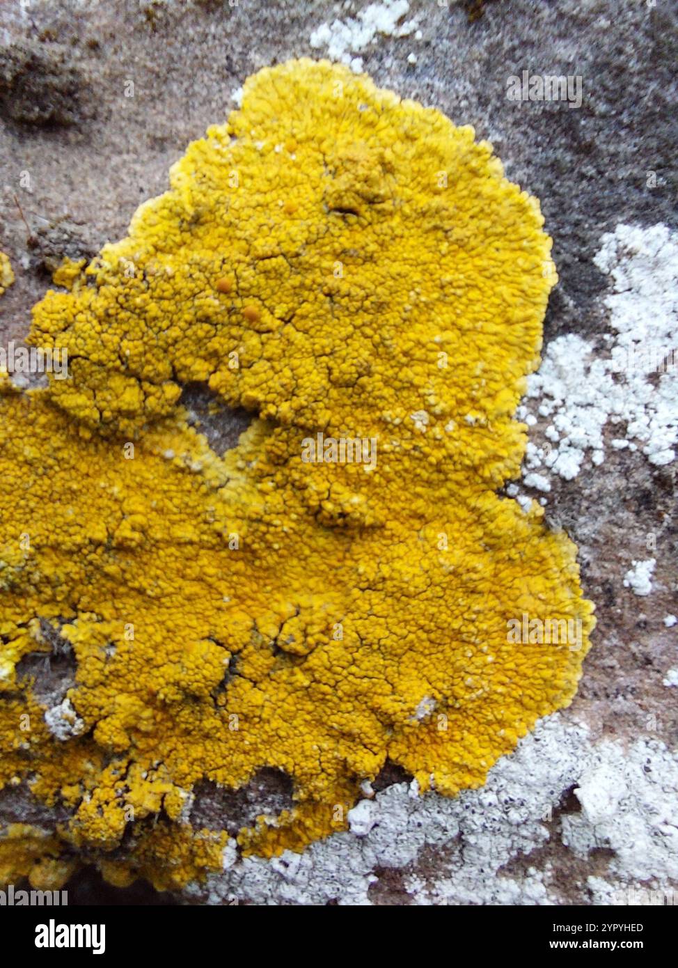 Limestone Lobed Firedot (Variospora flavescens Stock Photo - Alamy