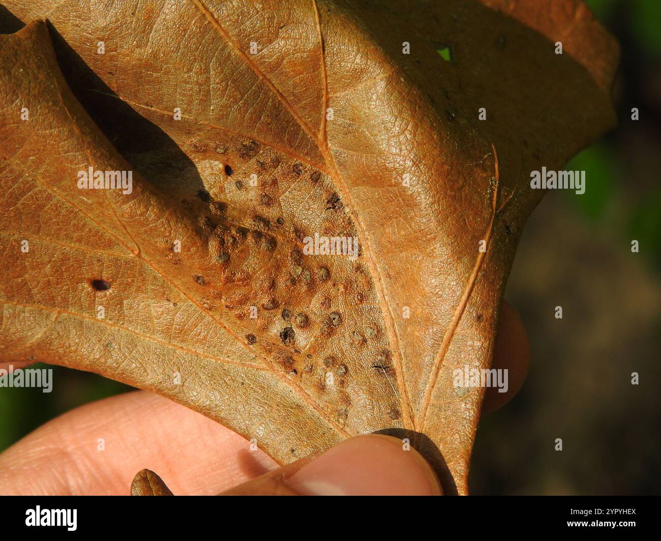 Jumping Gall Wasp (Neuroterus saltarius Stock Photo - Alamy
