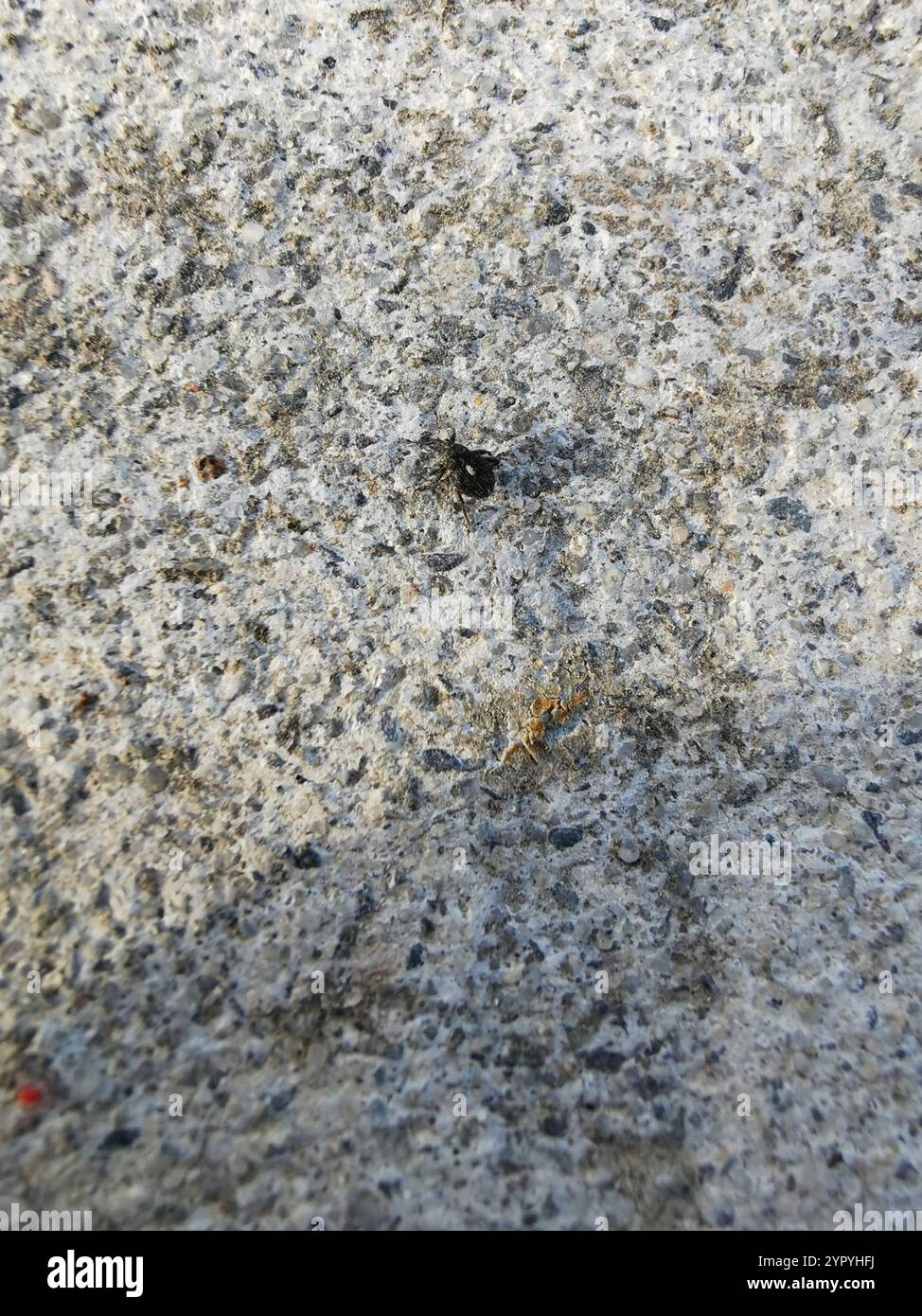 Leucostigma hi-res stock photography and images - Alamy