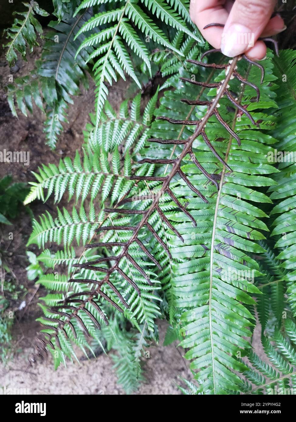 silver fern (Cyathea dealbata Stock Photo - Alamy