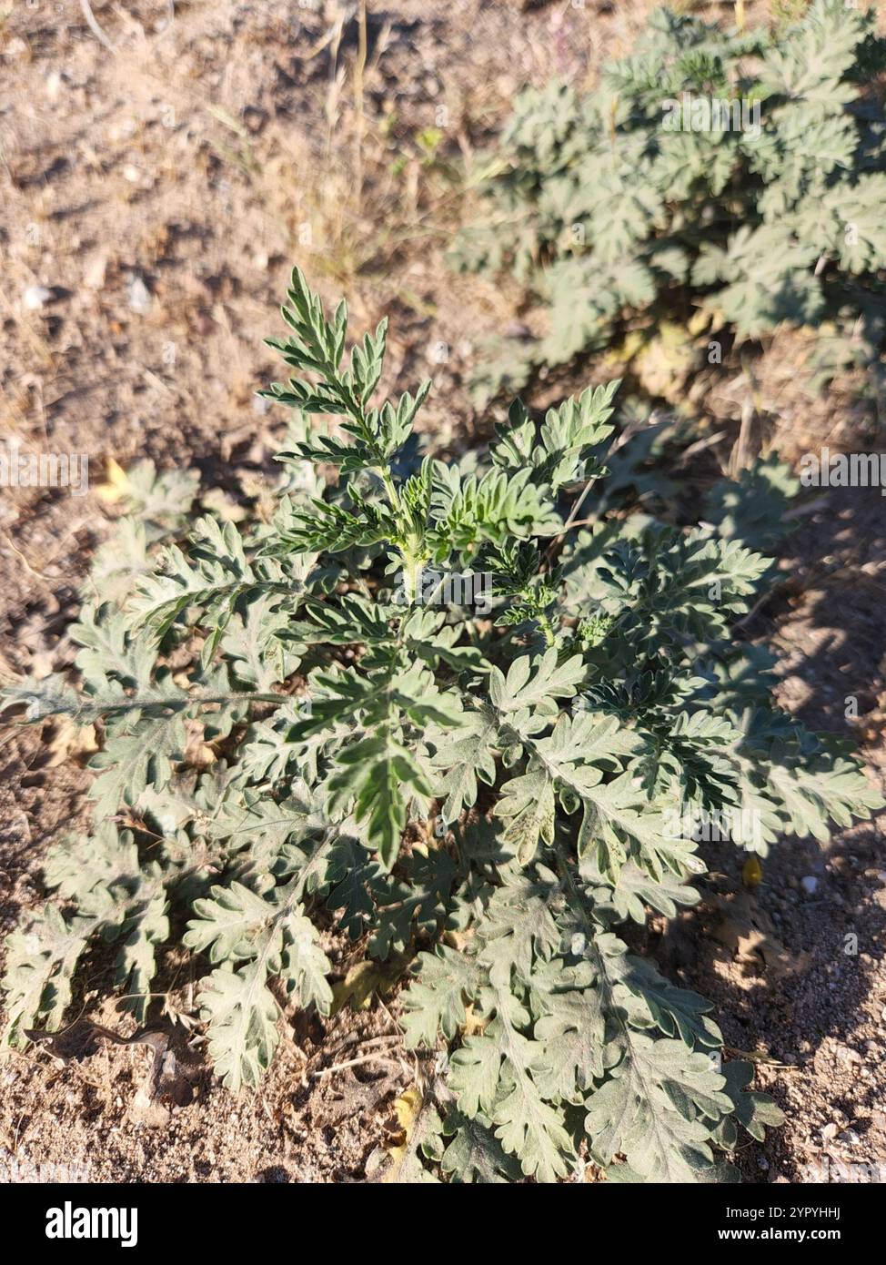 western ragweed (Ambrosia psilostachya Stock Photo - Alamy