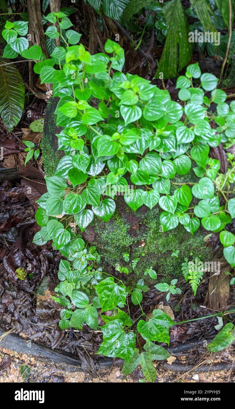 Pepper elder (Peperomia pellucida Stock Photo - Alamy