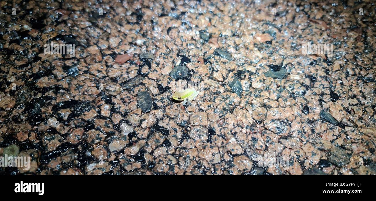 Northern Dwarf Tree Frog (Litoria bicolor Stock Photo - Alamy