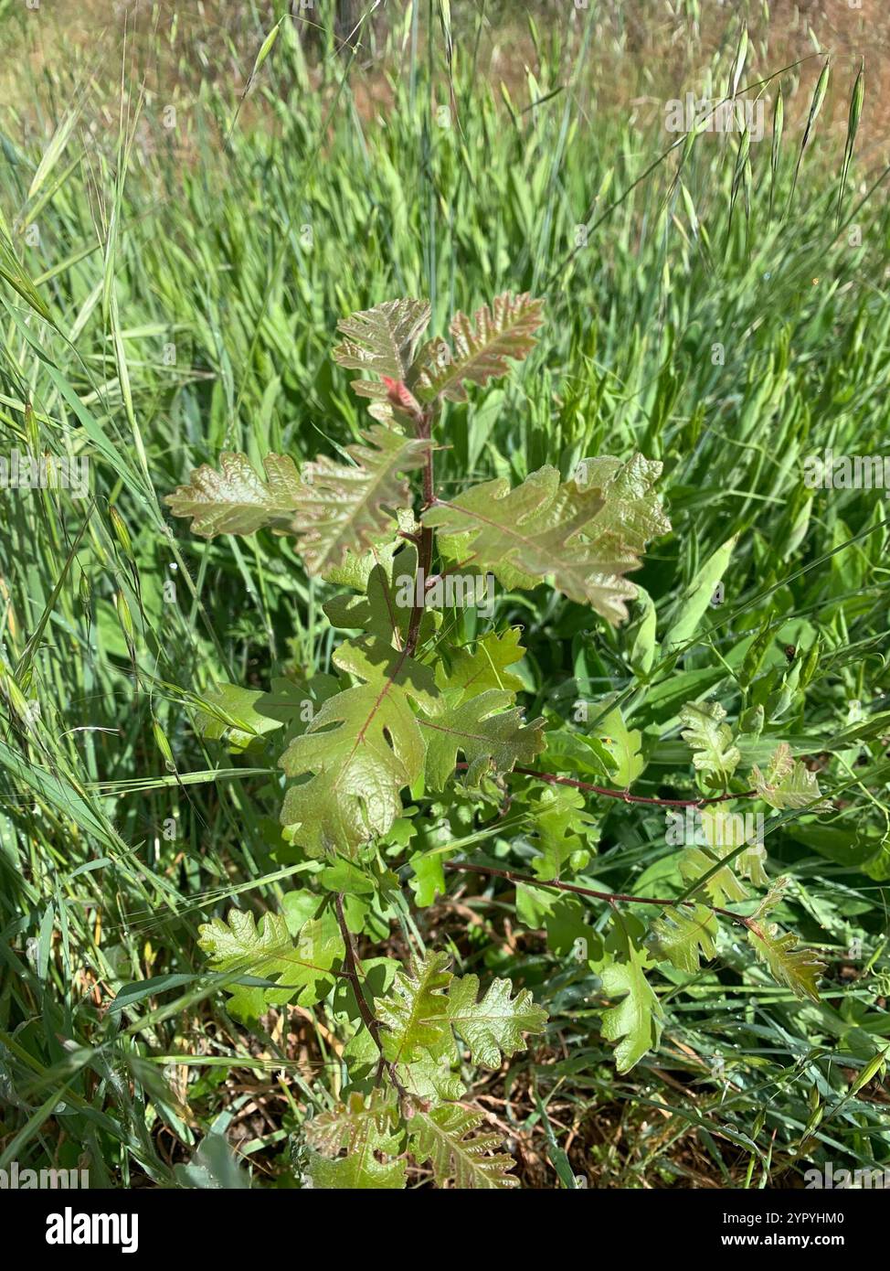 valley oak (Quercus lobata Stock Photo - Alamy