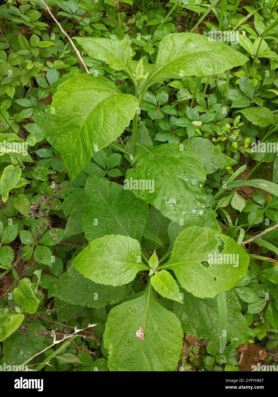 frostweed (Verbesina virginica Stock Photo - Alamy