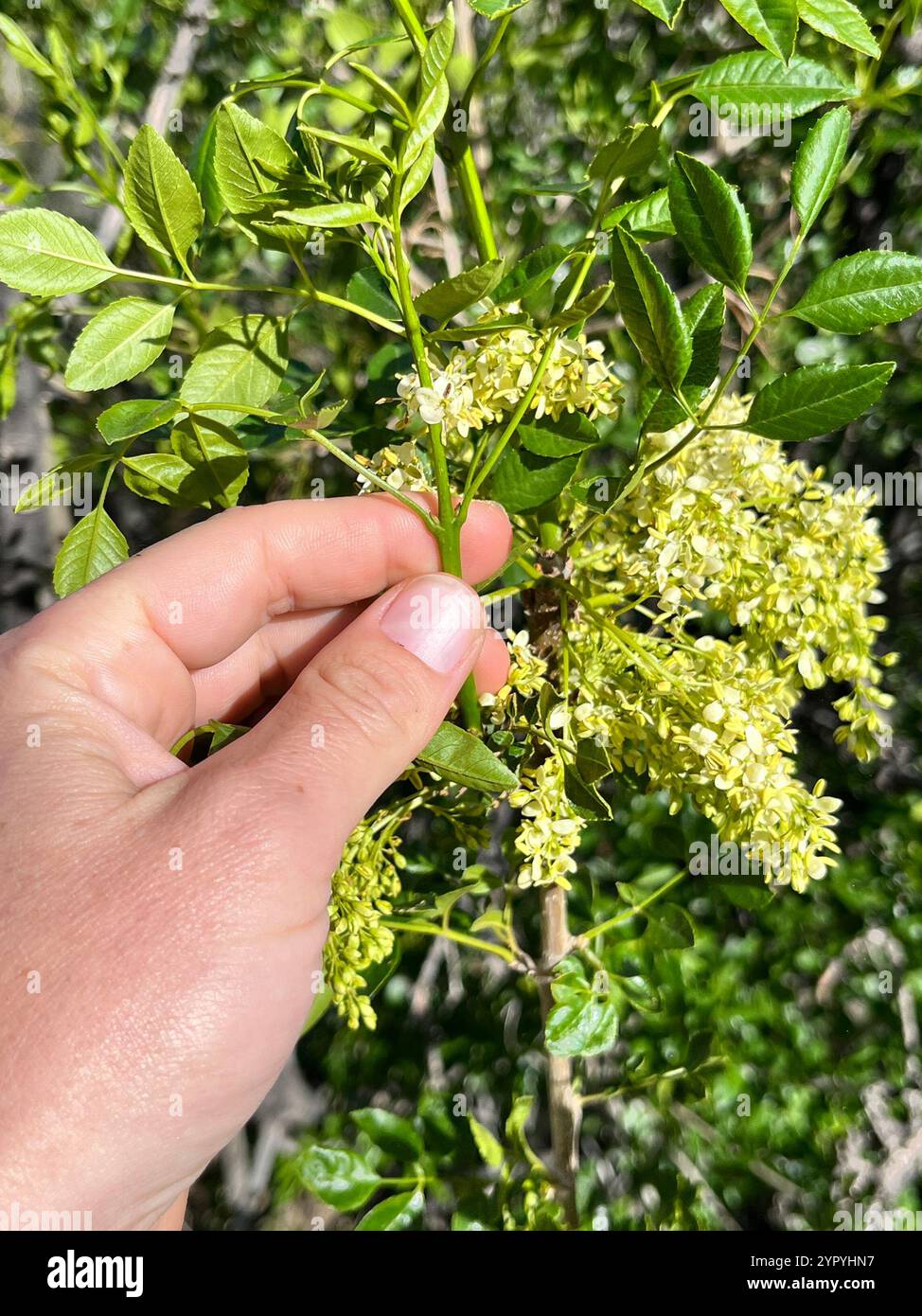 California Ash (Fraxinus dipetala Stock Photo - Alamy