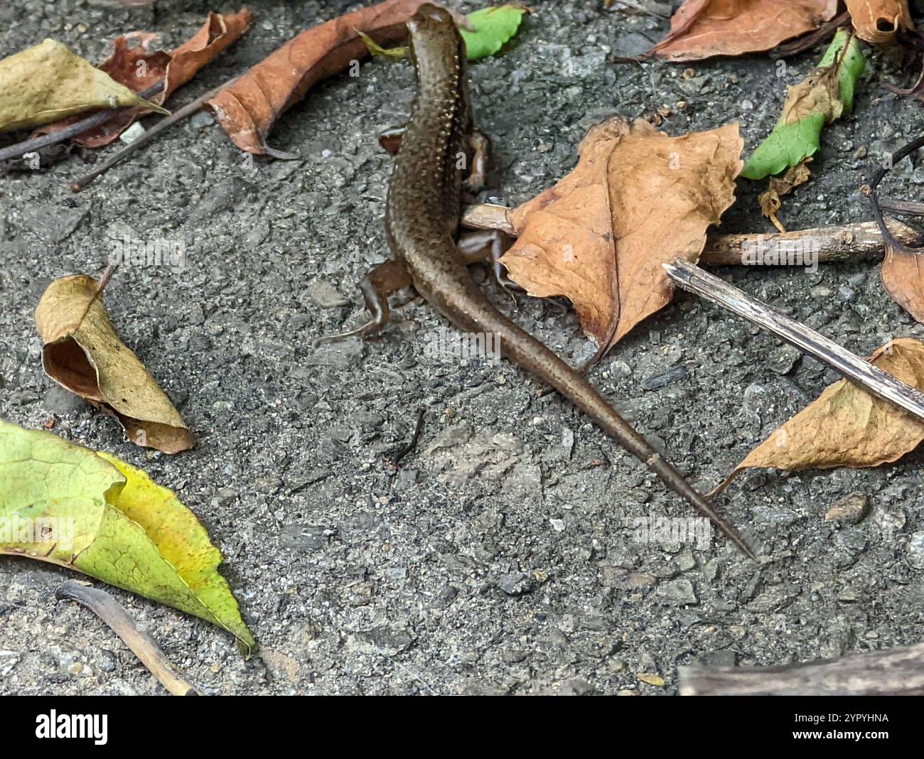 Indian forest skink hi-res stock photography and images - Alamy