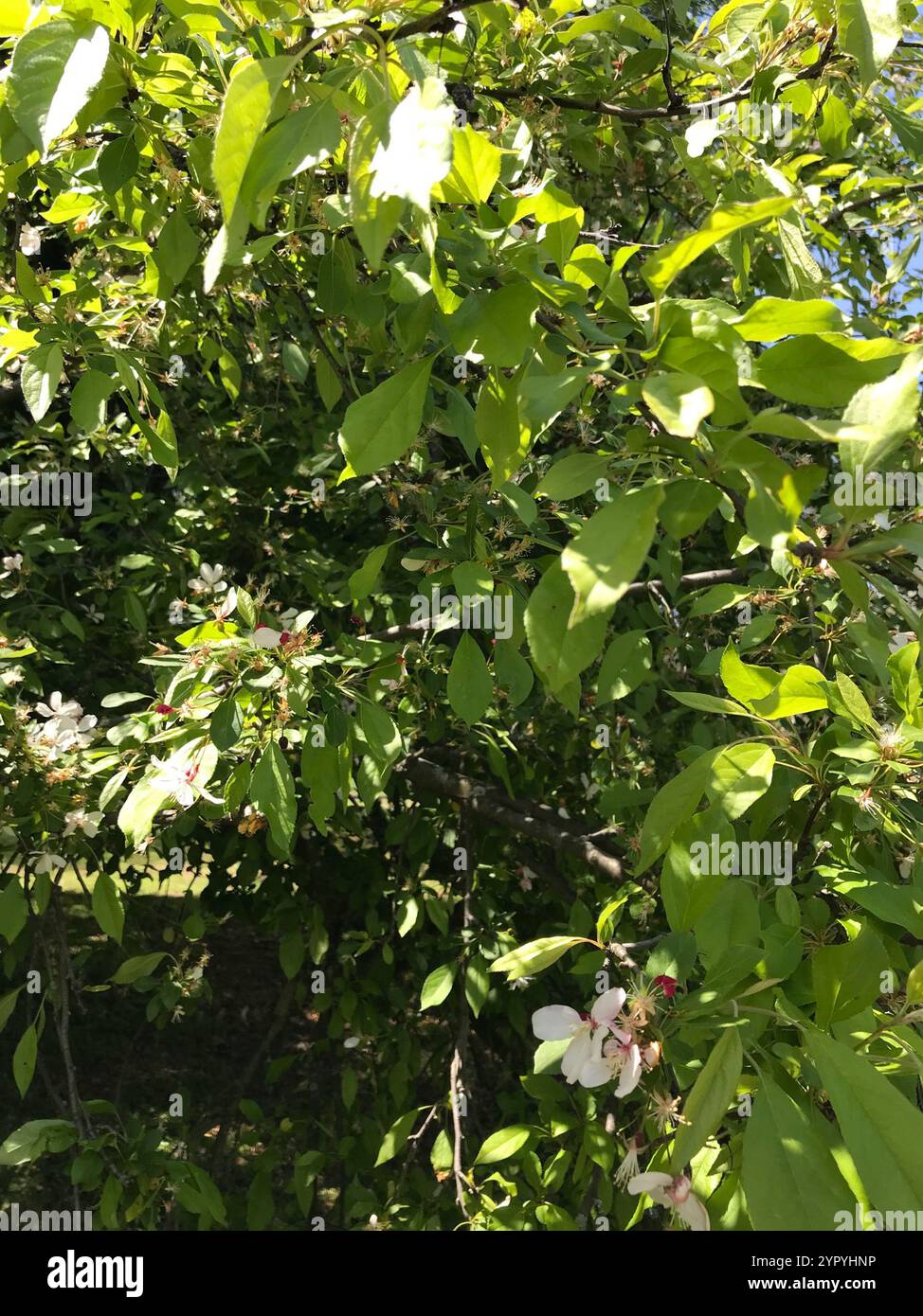 sweet crabapple (Malus coronaria Stock Photo - Alamy