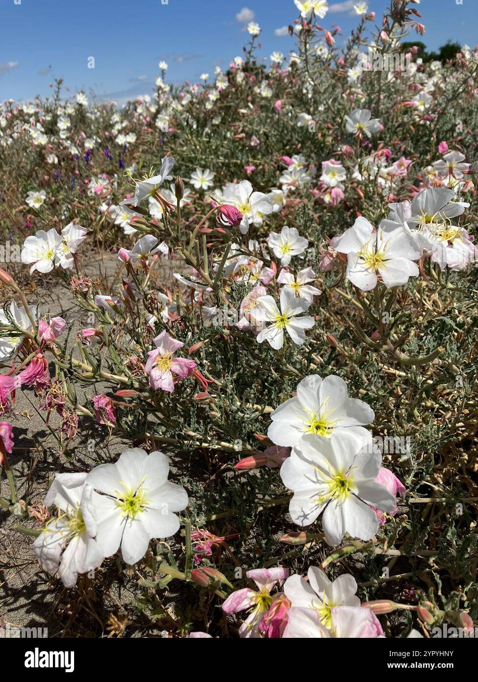 Antioch Dunes Evening Primrose (Oenothera deltoides howellii Stock ...