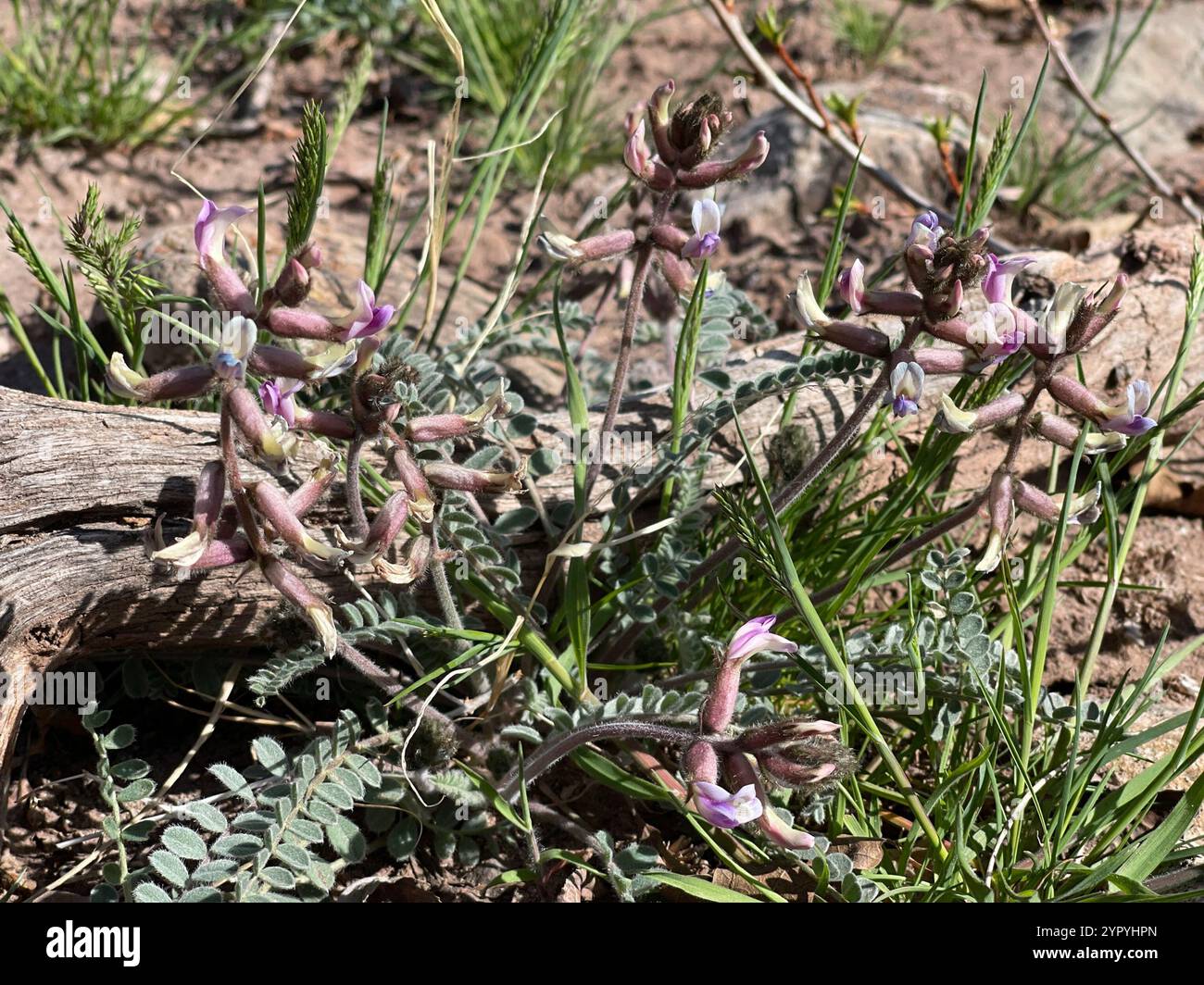 Woolly Locoweed (Astragalus mollissimus Stock Photo - Alamy