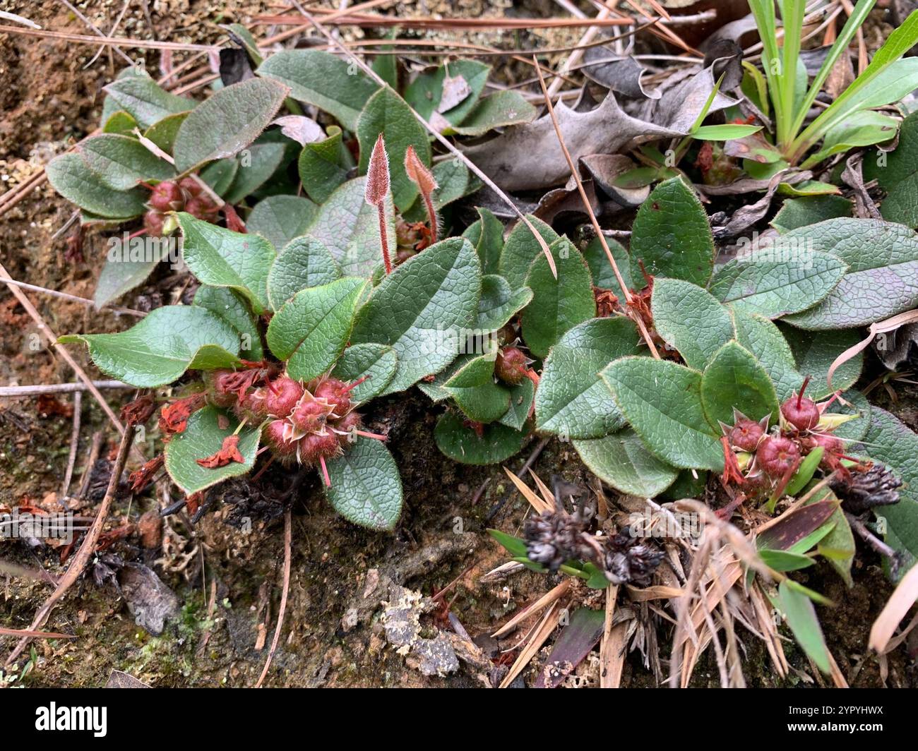 Epigaea repens hi-res stock photography and images - Alamy