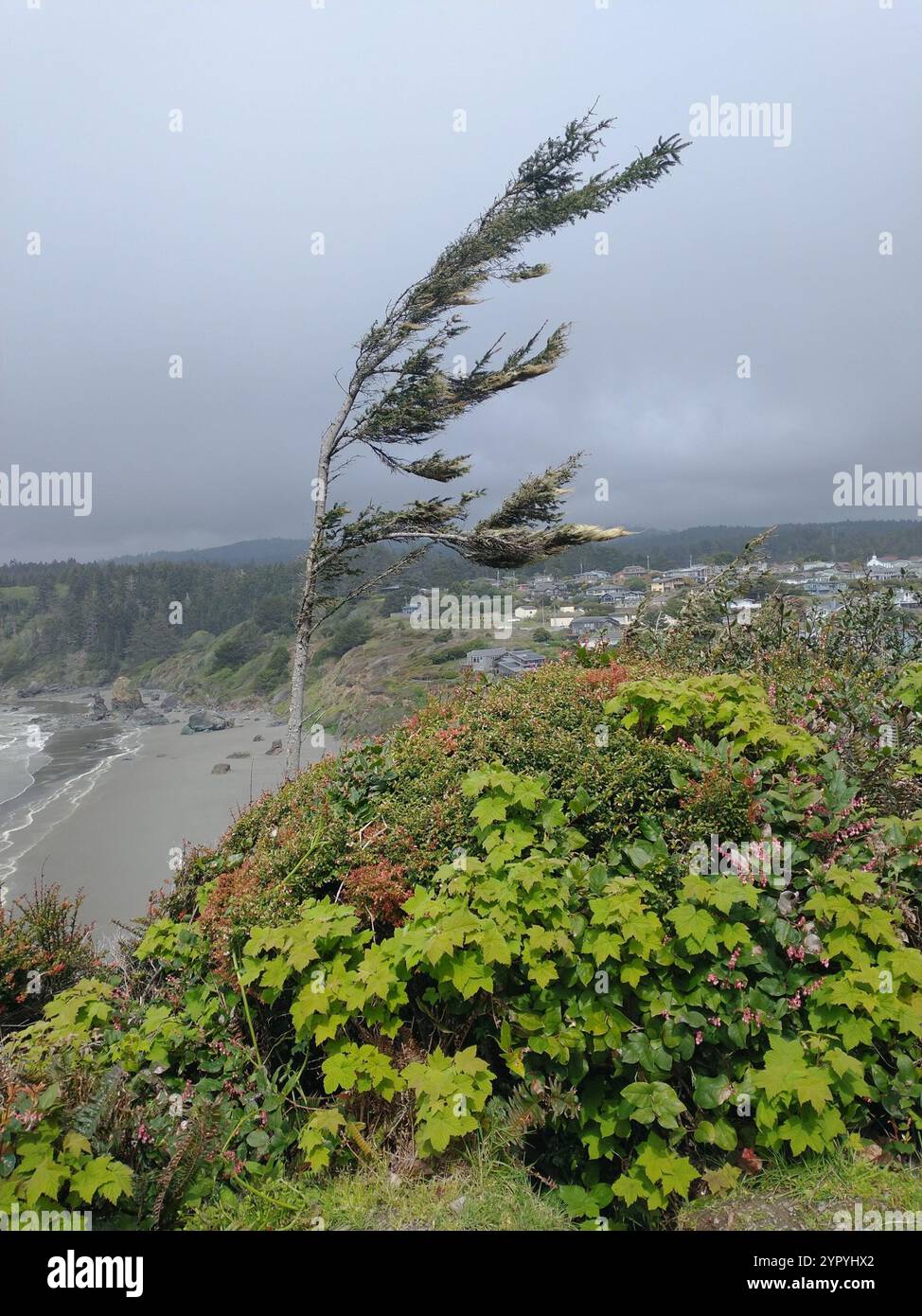 Sitka spruce (Picea sitchensis Stock Photo - Alamy