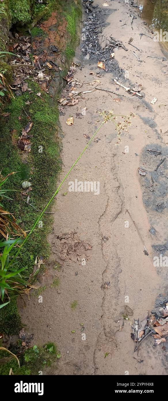 Great Woodrush (Luzula sylvatica Stock Photo - Alamy