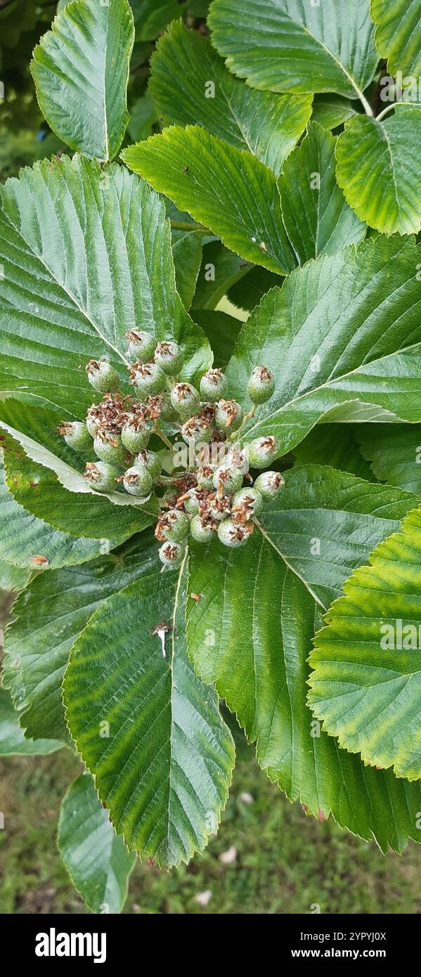 Whitebeam (Aria edulis Stock Photo - Alamy