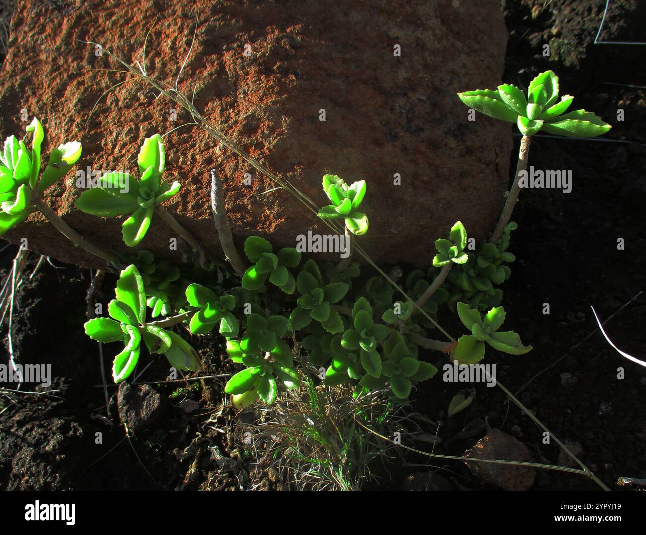 stonecrop family (Crassulaceae Stock Photo - Alamy