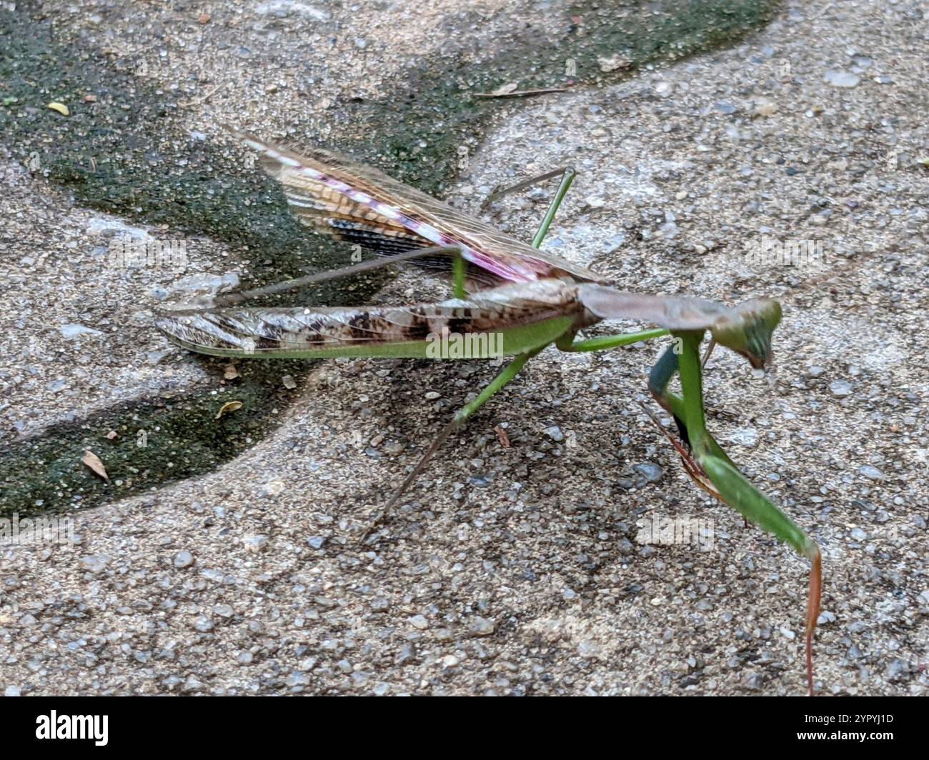 Flag Mantis (Polyspilota aeruginosa Stock Photo - Alamy