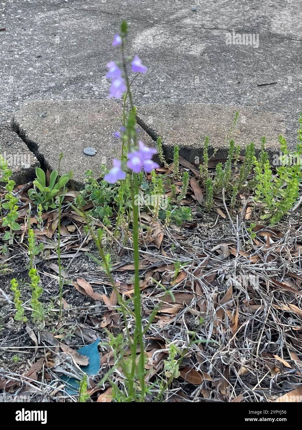 blue toadflax (Nuttallanthus canadensis Stock Photo - Alamy