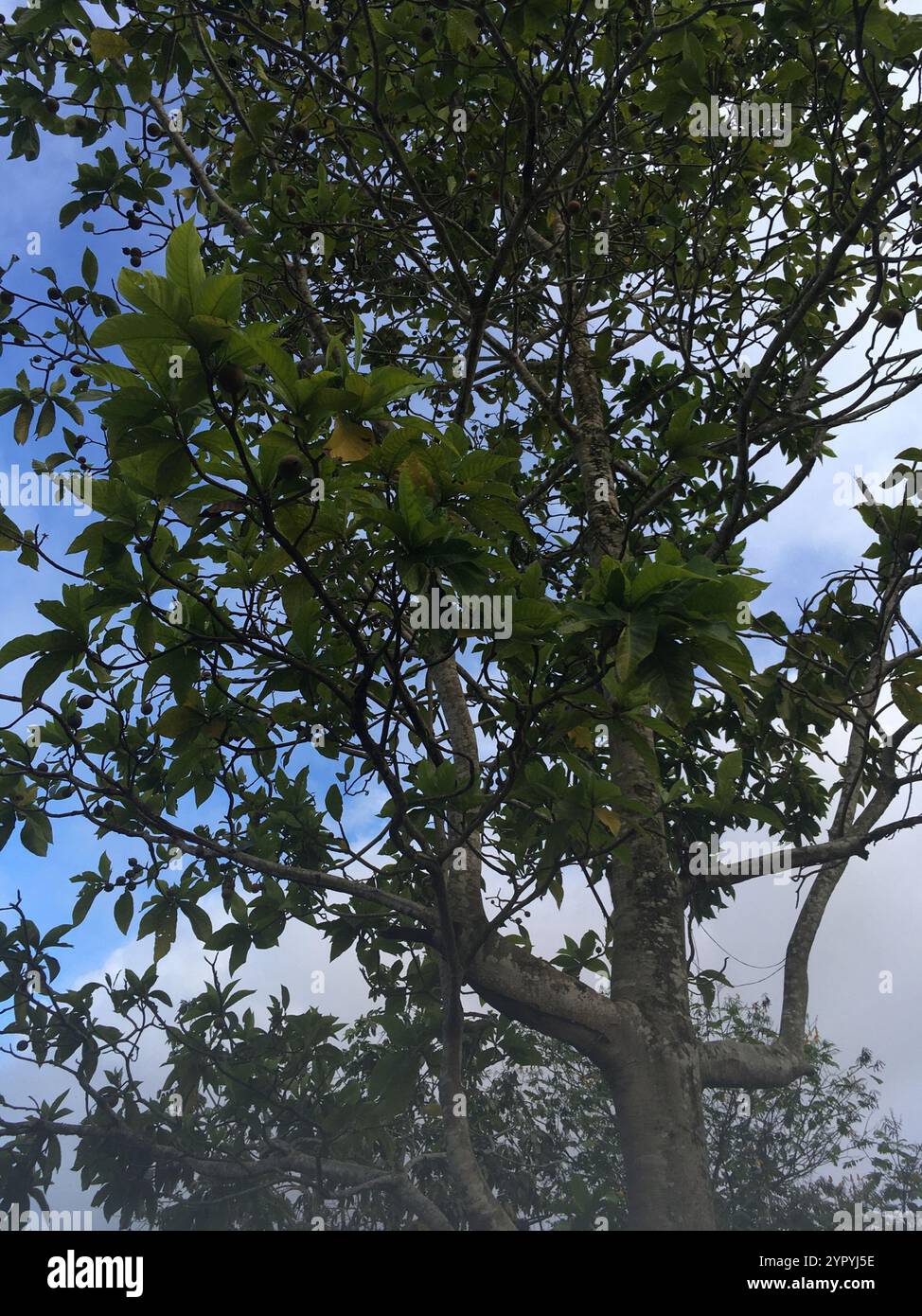 Genipap Tree (Genipa americana Stock Photo - Alamy