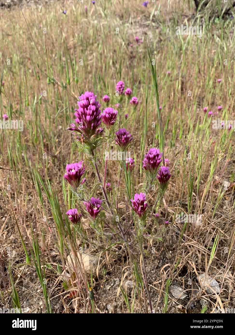 purple owl's-clover (Castilleja exserta Stock Photo - Alamy