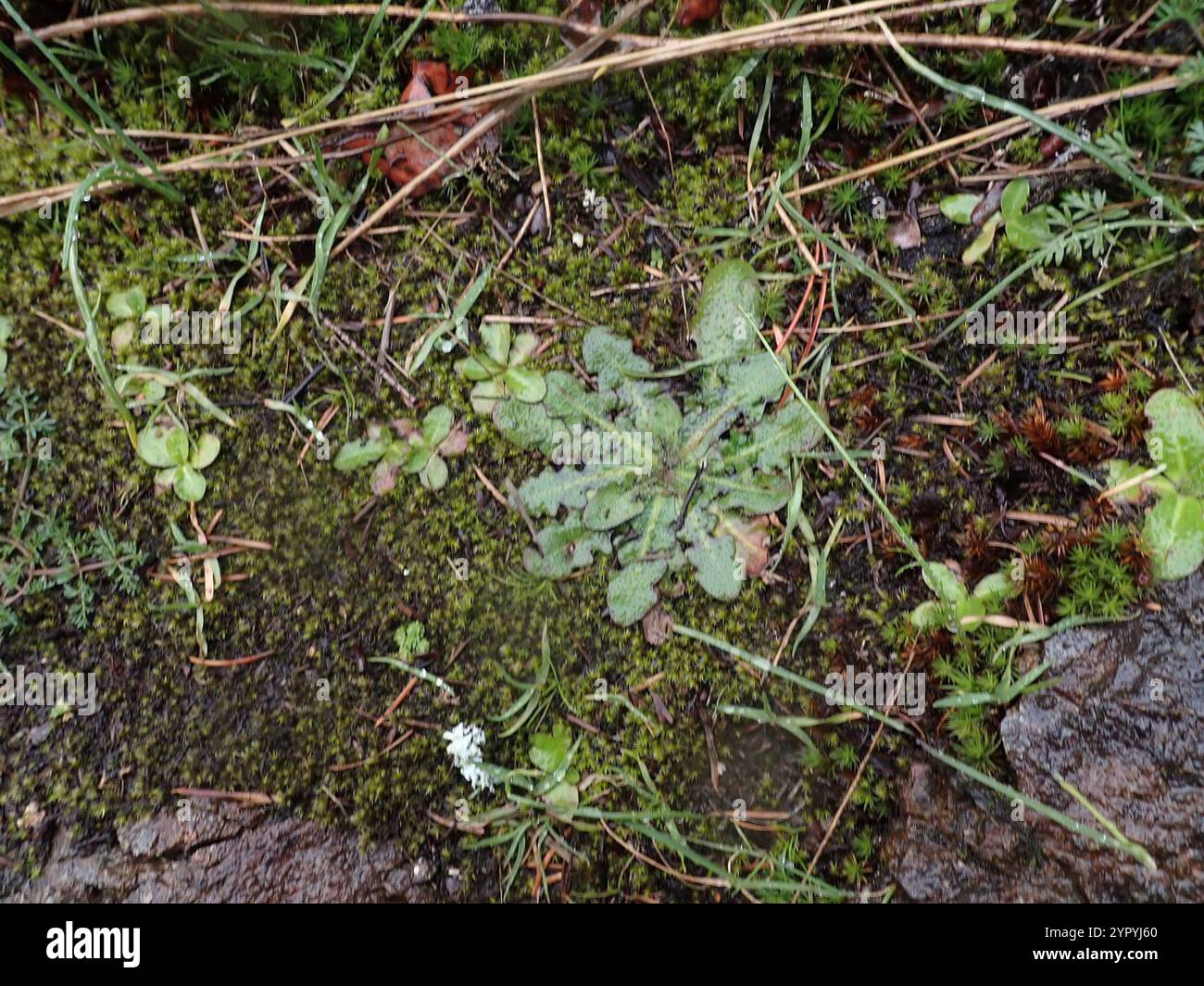 Common Cat's-ear (Hypochaeris radicata Stock Photo - Alamy