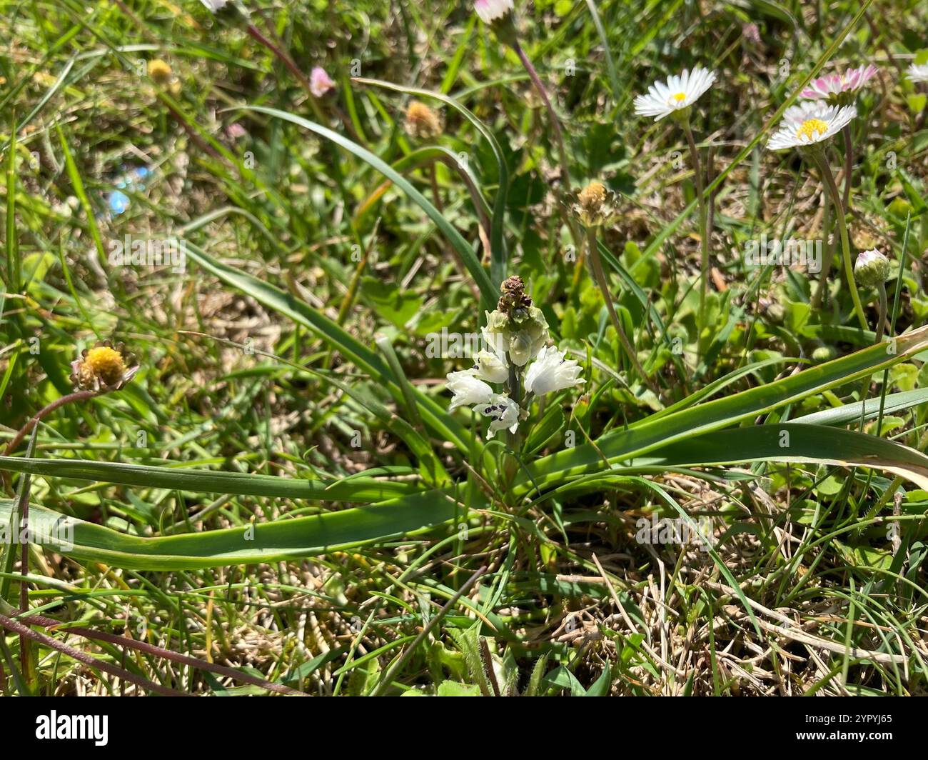 Roman Squill (Bellevalia romana Stock Photo - Alamy