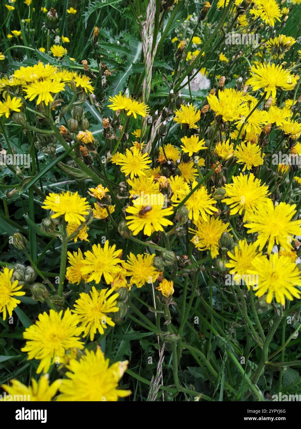 Beaked Hawksbeard (Crepis vesicaria Stock Photo - Alamy