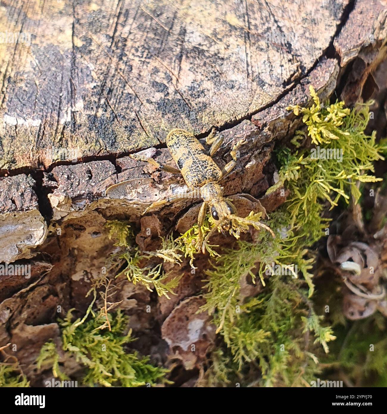 Blackspotted Longhorn Beetle (Rhagium mordax Stock Photo - Alamy