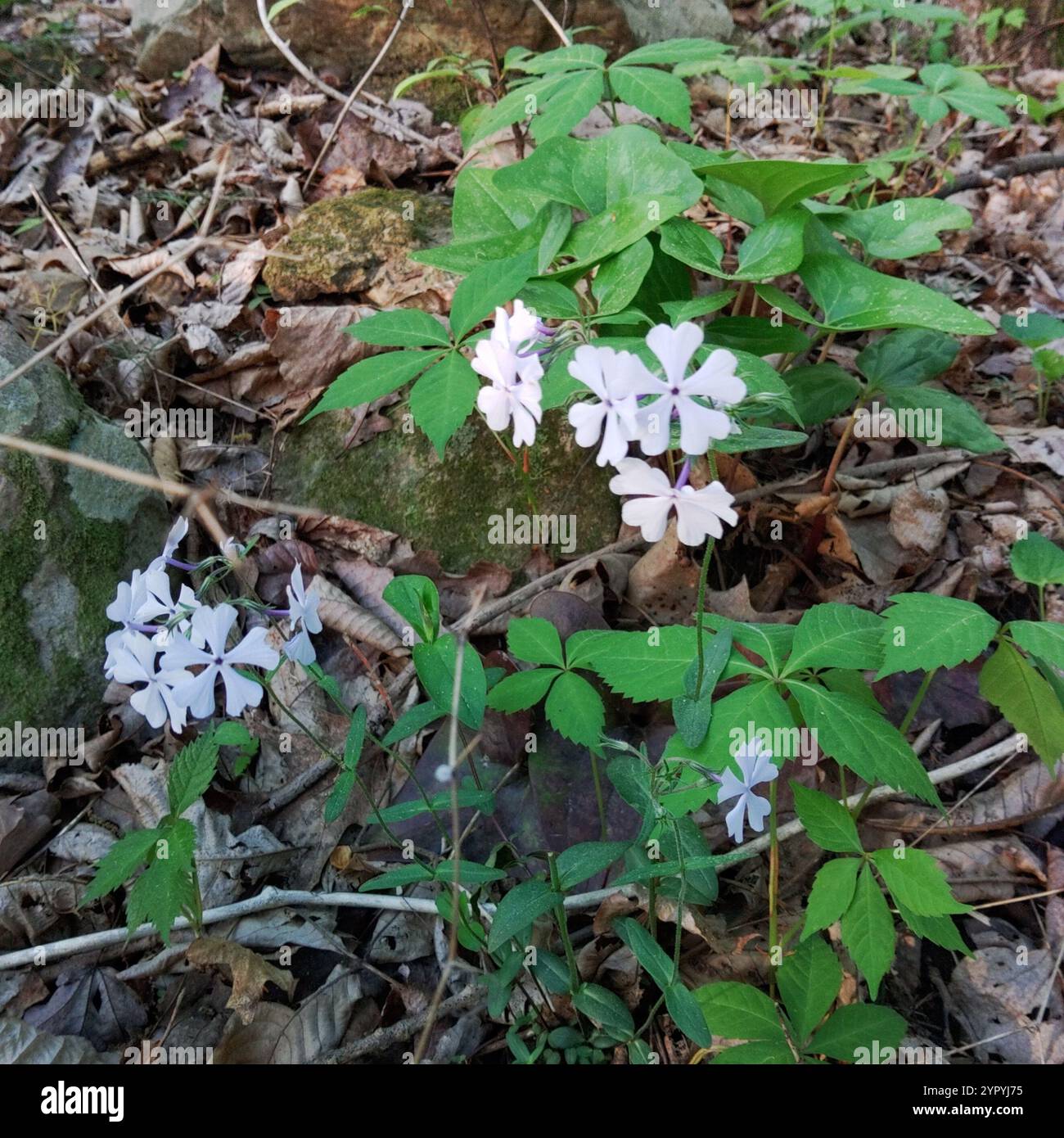 blue phlox (Phlox divaricata Stock Photo - Alamy