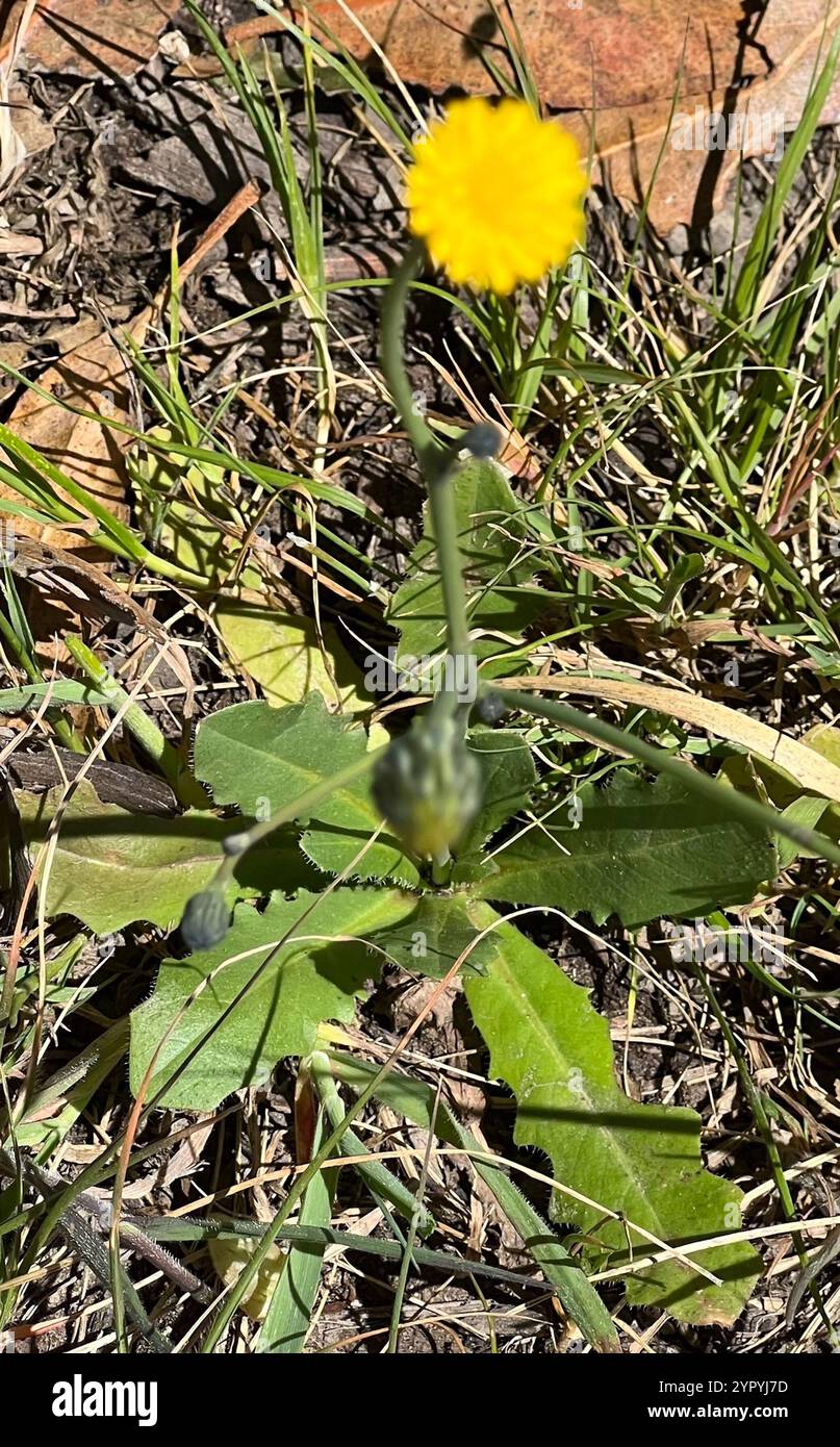 Smooth Cat's Ear (Hypochaeris glabra Stock Photo - Alamy
