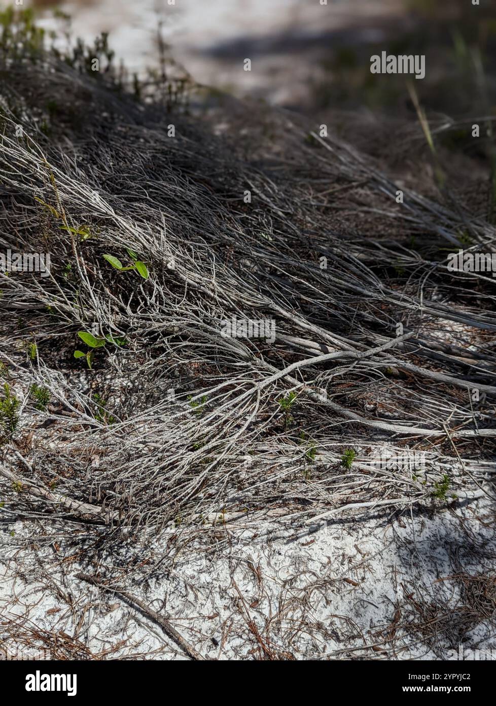 Florida rosemary (Ceratiola ericoides Stock Photo - Alamy