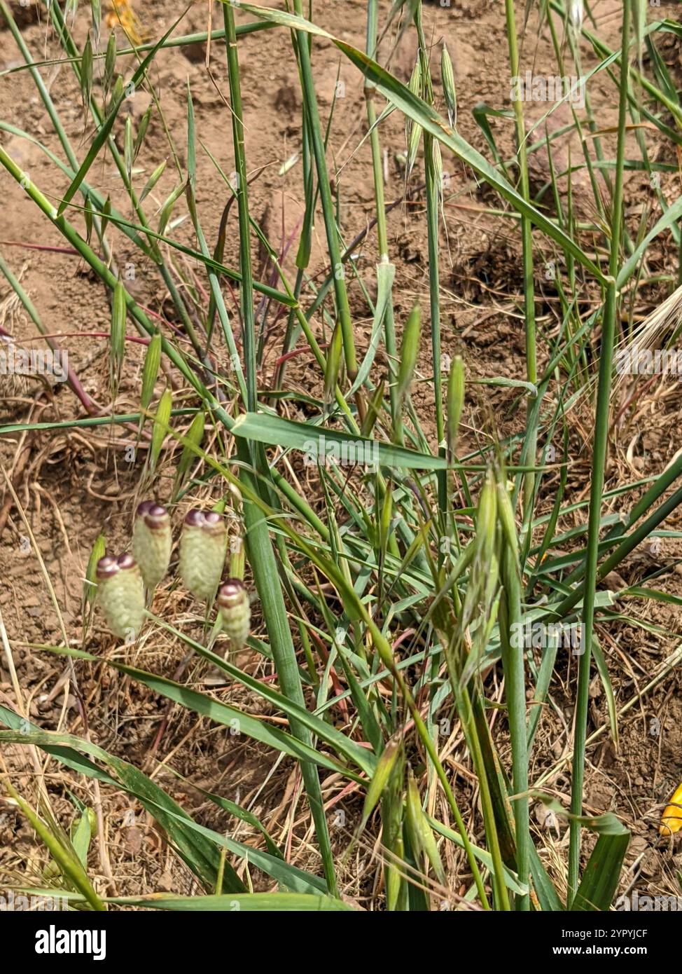 Greater Quaking Grass (Briza maxima Stock Photo - Alamy
