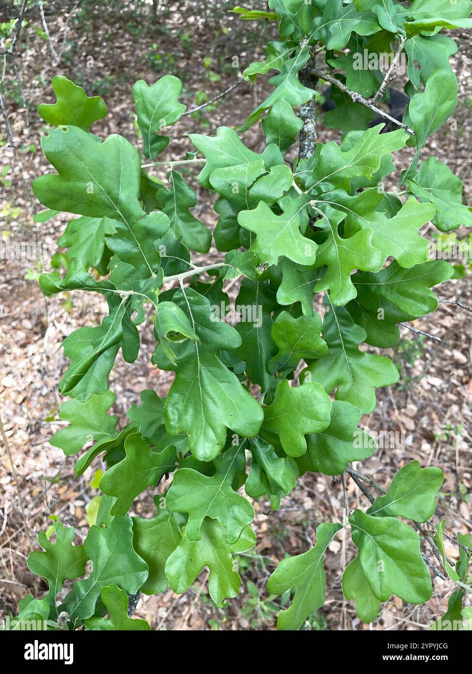 post oak (Quercus stellata Stock Photo - Alamy