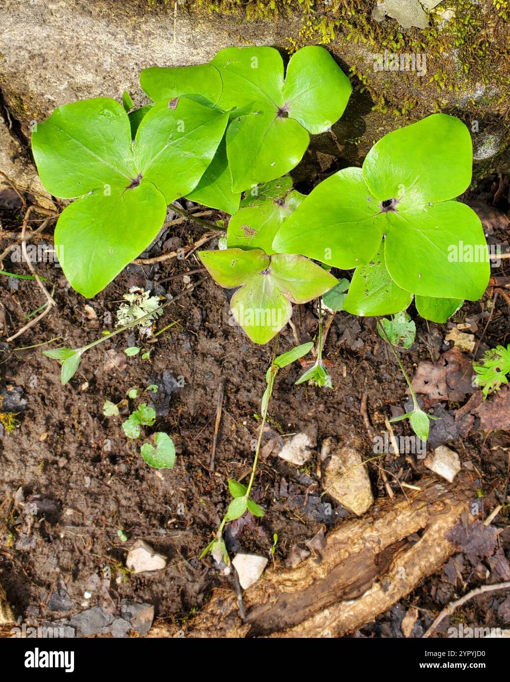 sharp-lobed hepatica (Hepatica acutiloba Stock Photo - Alamy