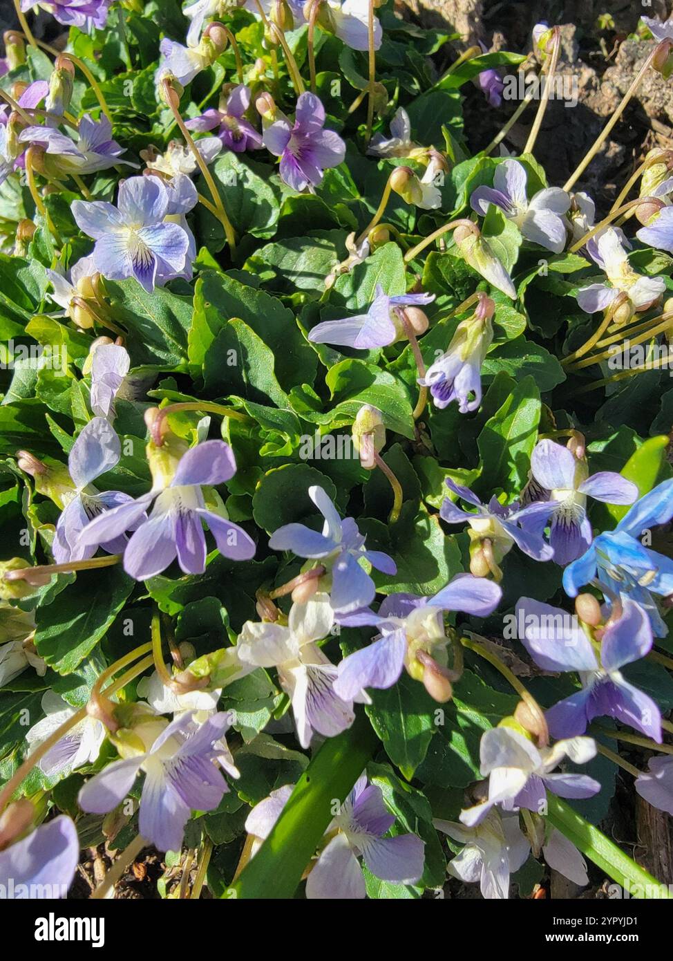 Viola labradorica hi-res stock photography and images - Alamy