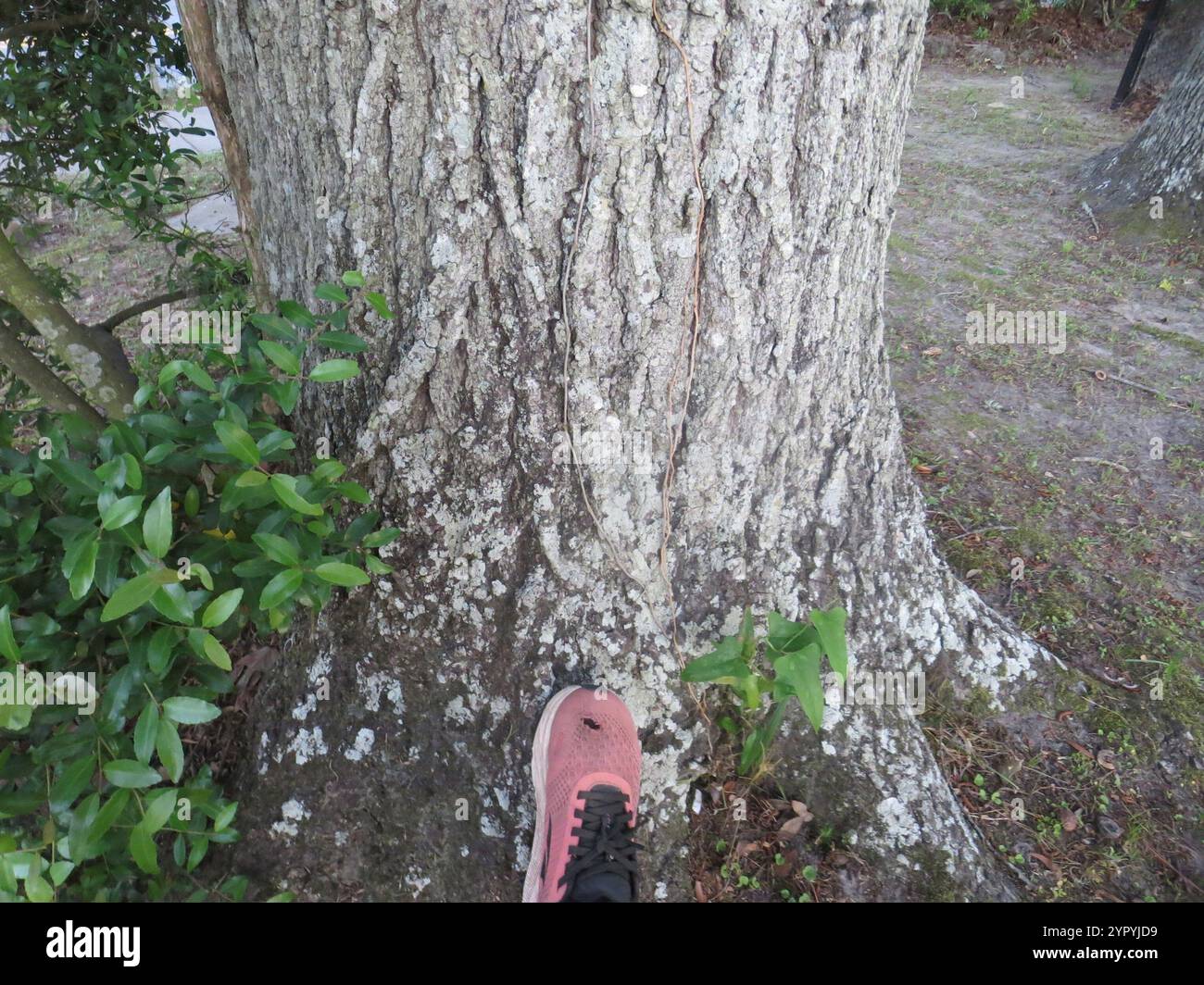 southern red oak (Quercus falcata Stock Photo - Alamy