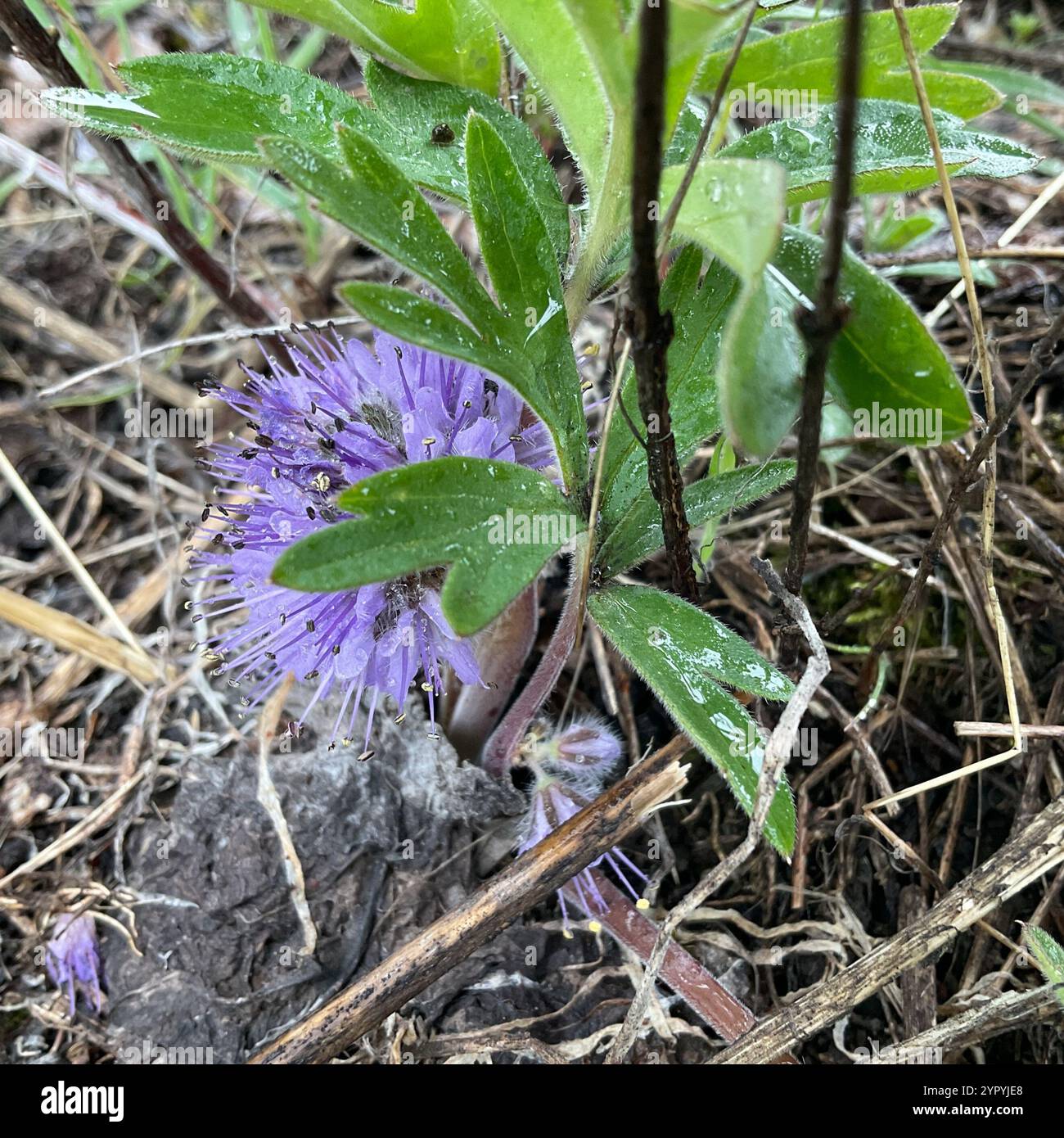 ballhead waterleaf (Hydrophyllum capitatum Stock Photo - Alamy