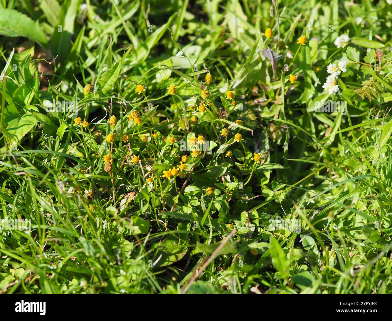 Marsh para cress hi-res stock photography and images - Alamy