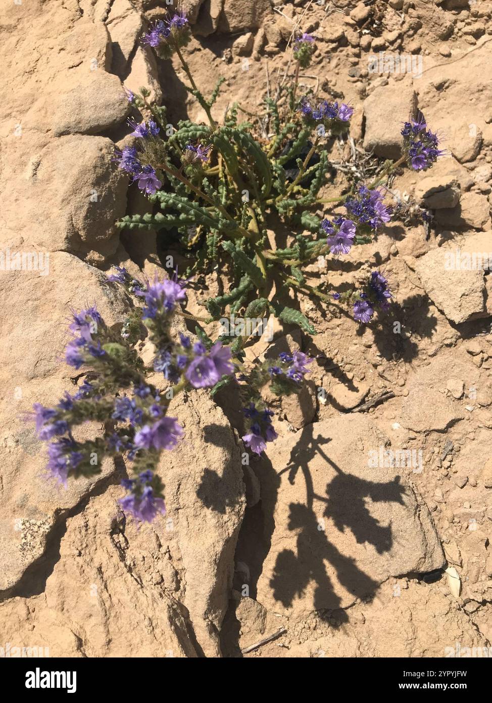 Notch-leaf Scorpionweed (Phacelia crenulata Stock Photo - Alamy