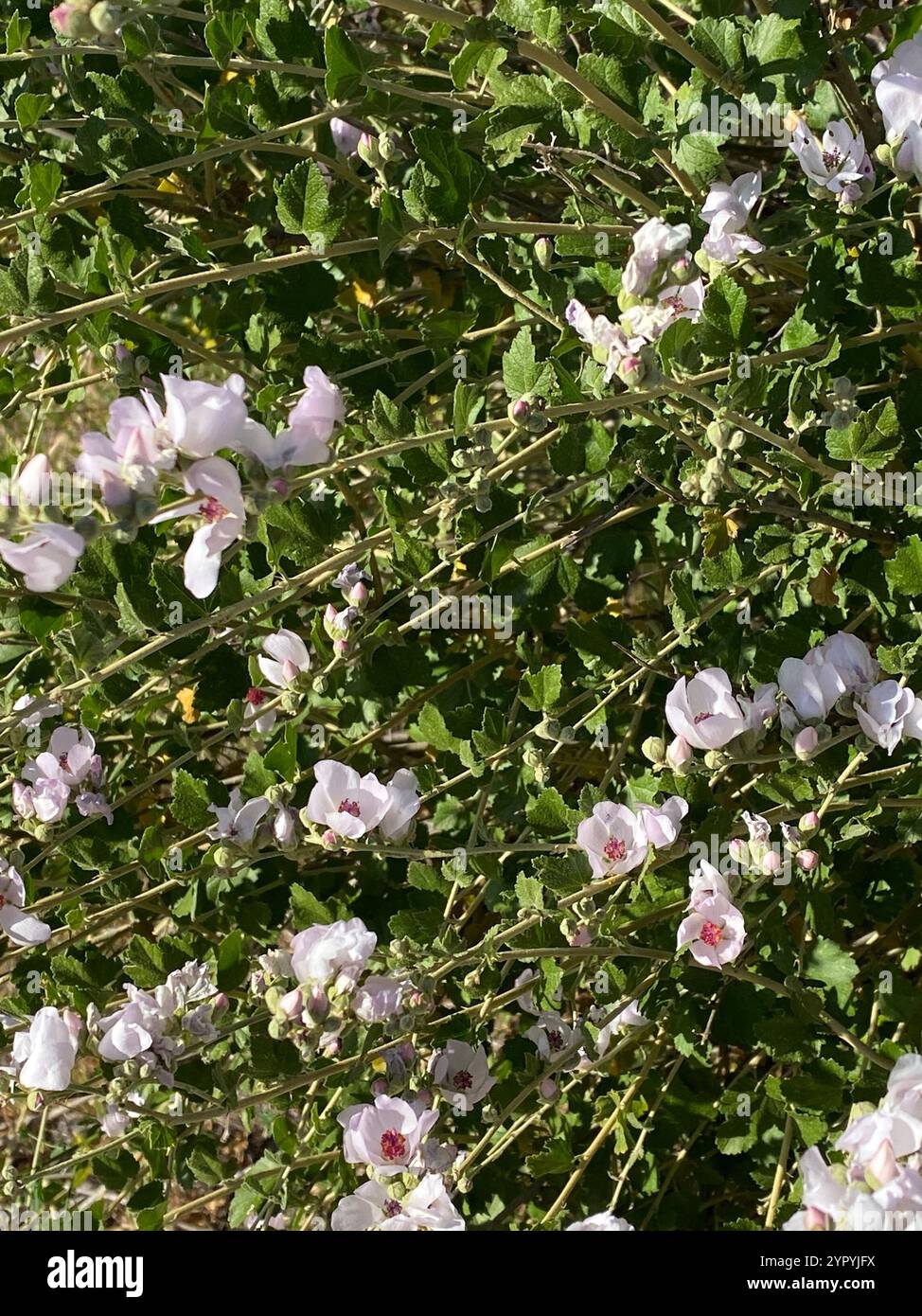 southern coastal bushmallow (Malacothamnus fasciculatus Stock Photo - Alamy