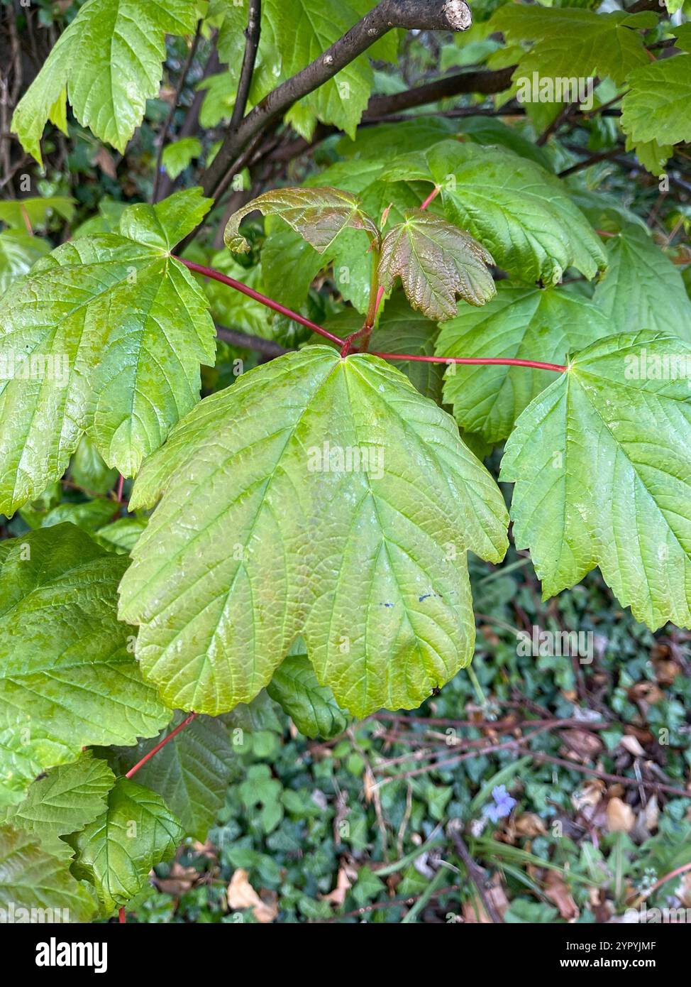 sycamore maple (Acer pseudoplatanus Stock Photo - Alamy