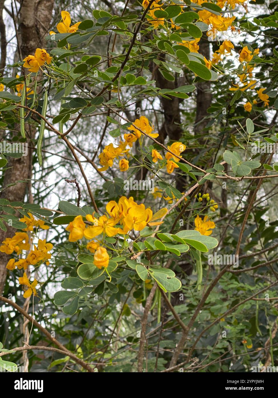 Christmas Senna (Senna pendula Stock Photo - Alamy