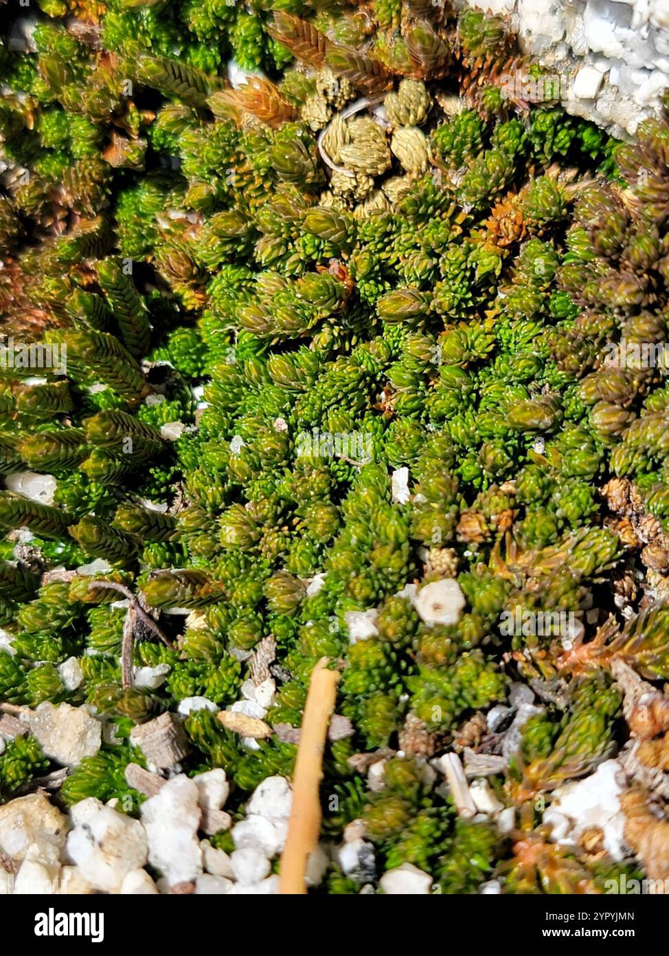 vascular plants (Tracheophyta Stock Photo - Alamy