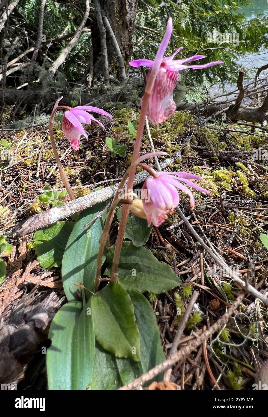 Western Fairy-slipper (Calypso bulbosa occidentalis Stock Photo - Alamy