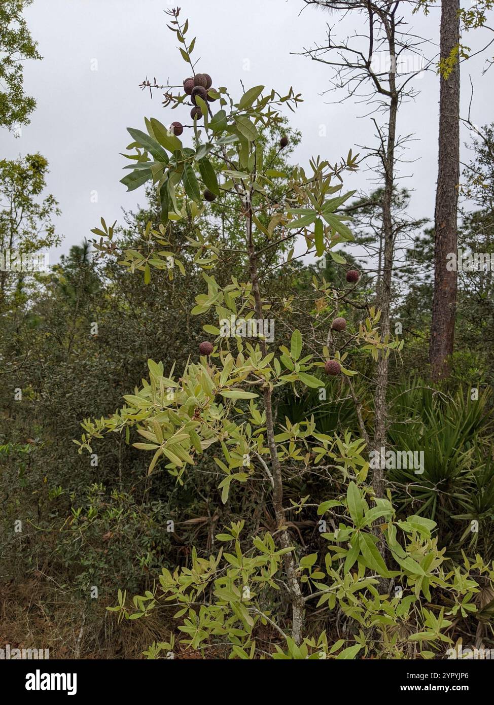 bluejack oak (Quercus incana Stock Photo - Alamy