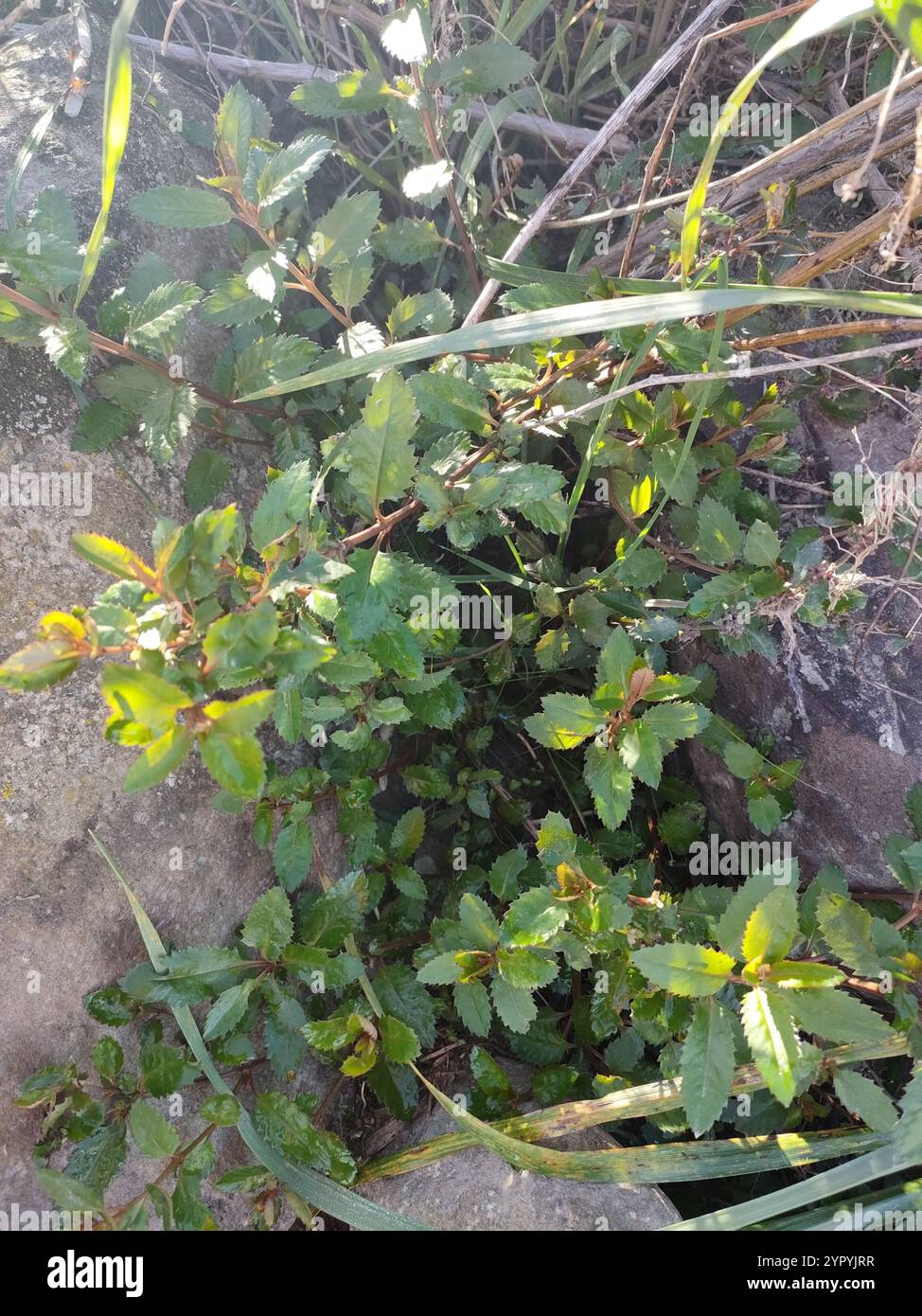 Shrubby Haloragis (Haloragis erecta Stock Photo - Alamy