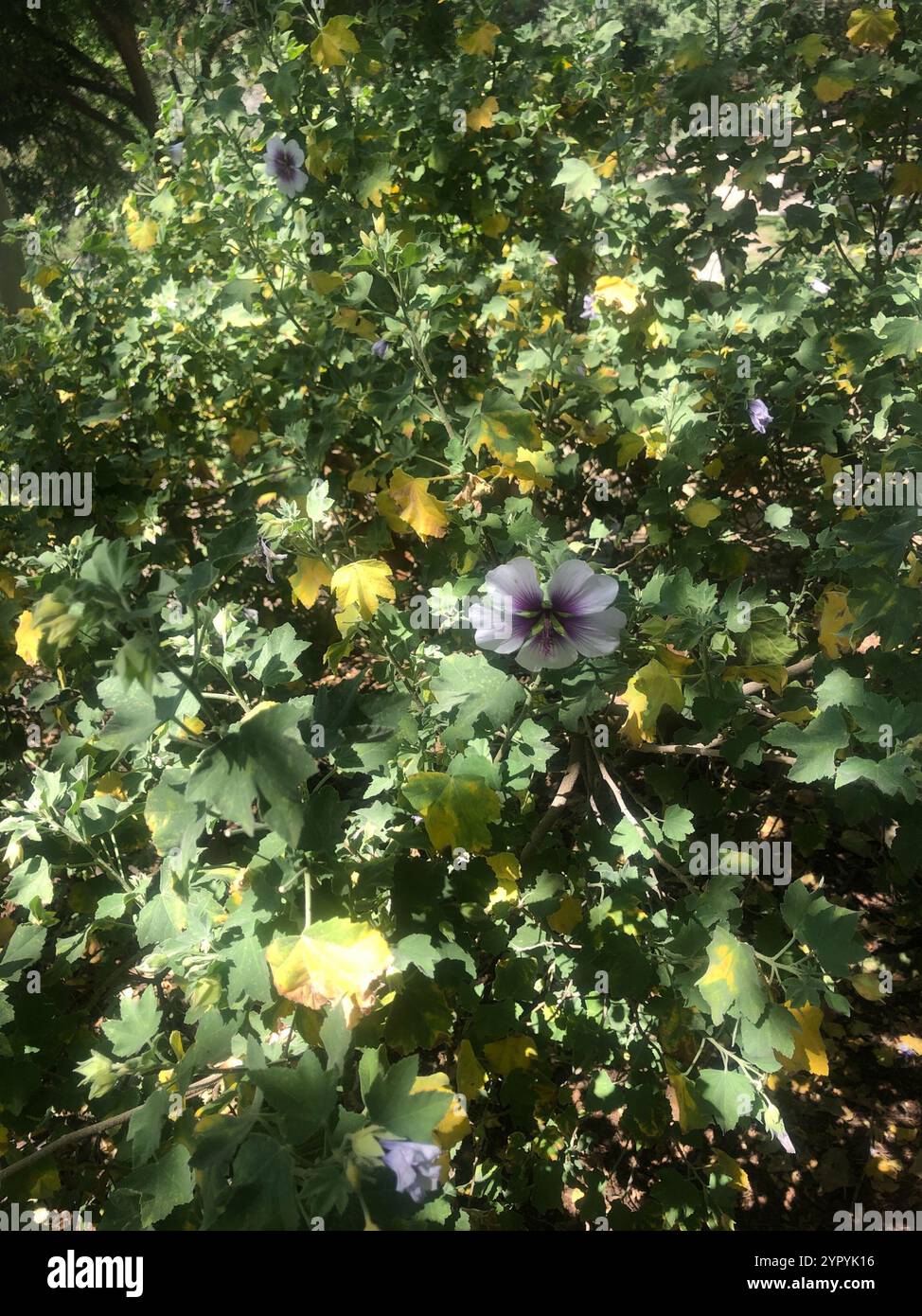 Malva subovata hi-res stock photography and images - Alamy