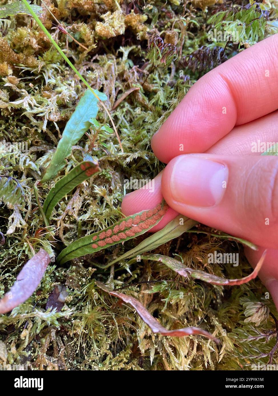 Common strap fern (Notogrammitis billardierei Stock Photo - Alamy