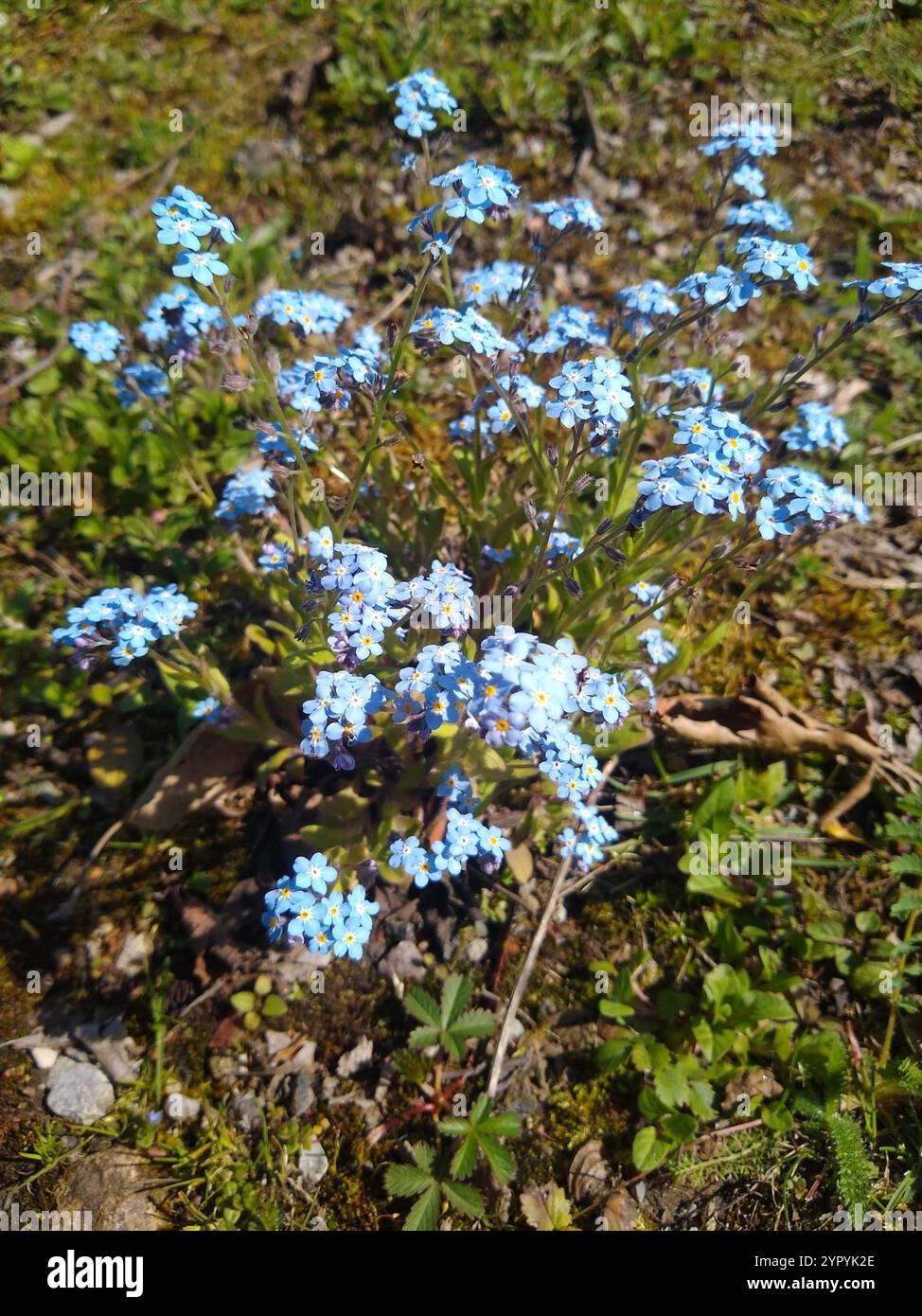Wood Forget-me-not (Myosotis sylvatica Stock Photo - Alamy
