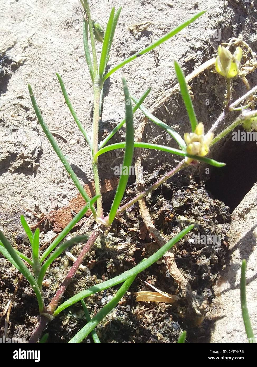 Saltmarsh Sand Spurry (Spergularia marina Stock Photo - Alamy