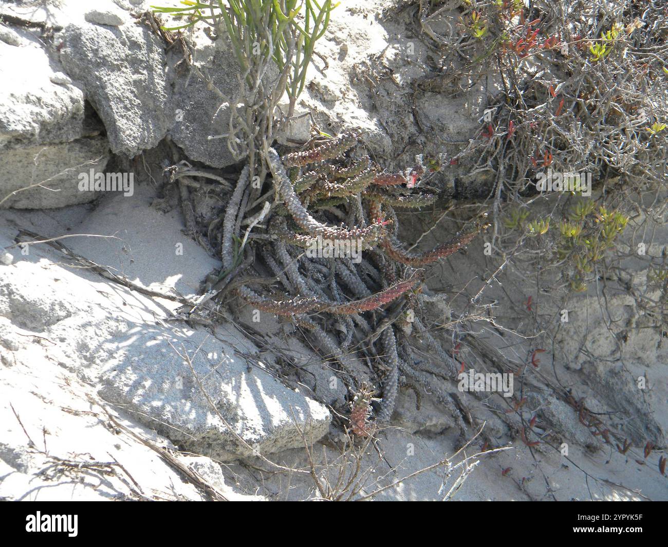Medusa's-head (Euphorbia caput-medusae Stock Photo - Alamy